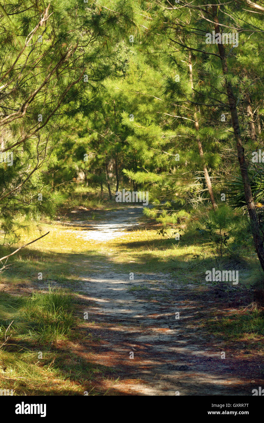 Trail Through a Southern Pine Forest (4 Stock Photo - Alamy