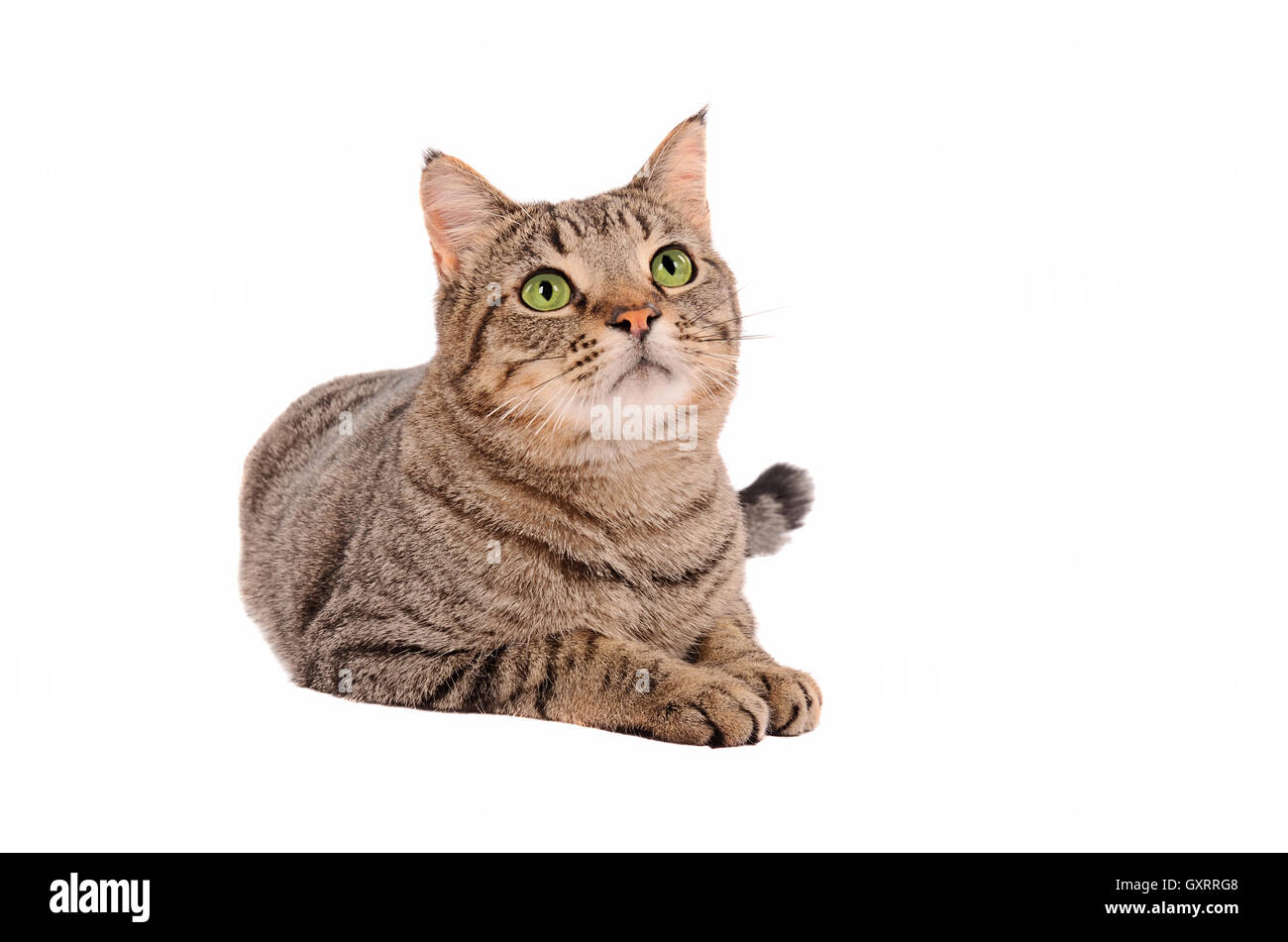 Bright green eyed tabby cat on white background Stock Photo - Alamy