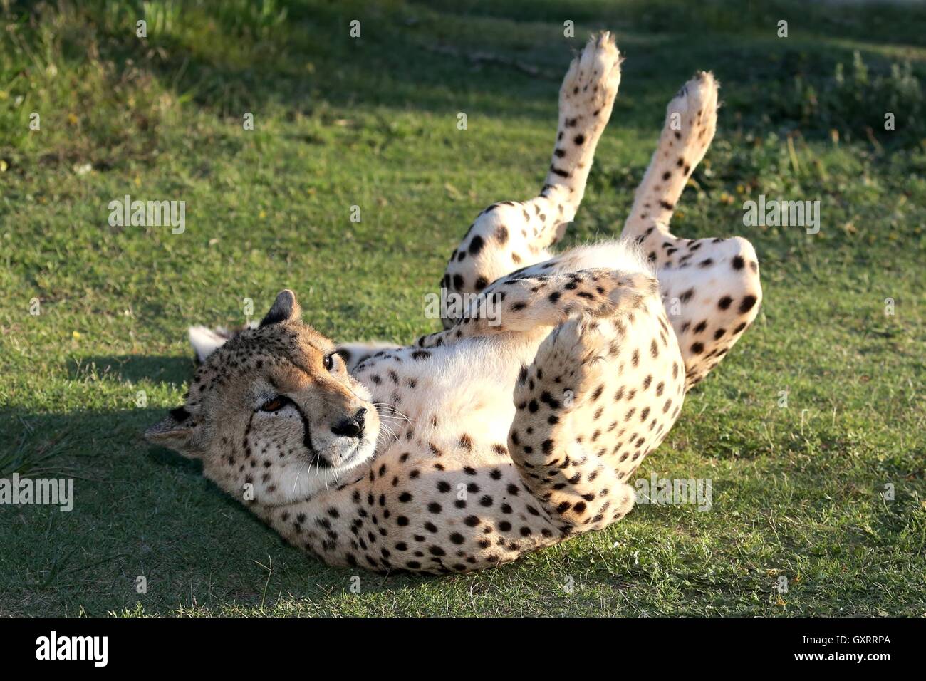 Cheetah on it's Back Stock Photo - Alamy