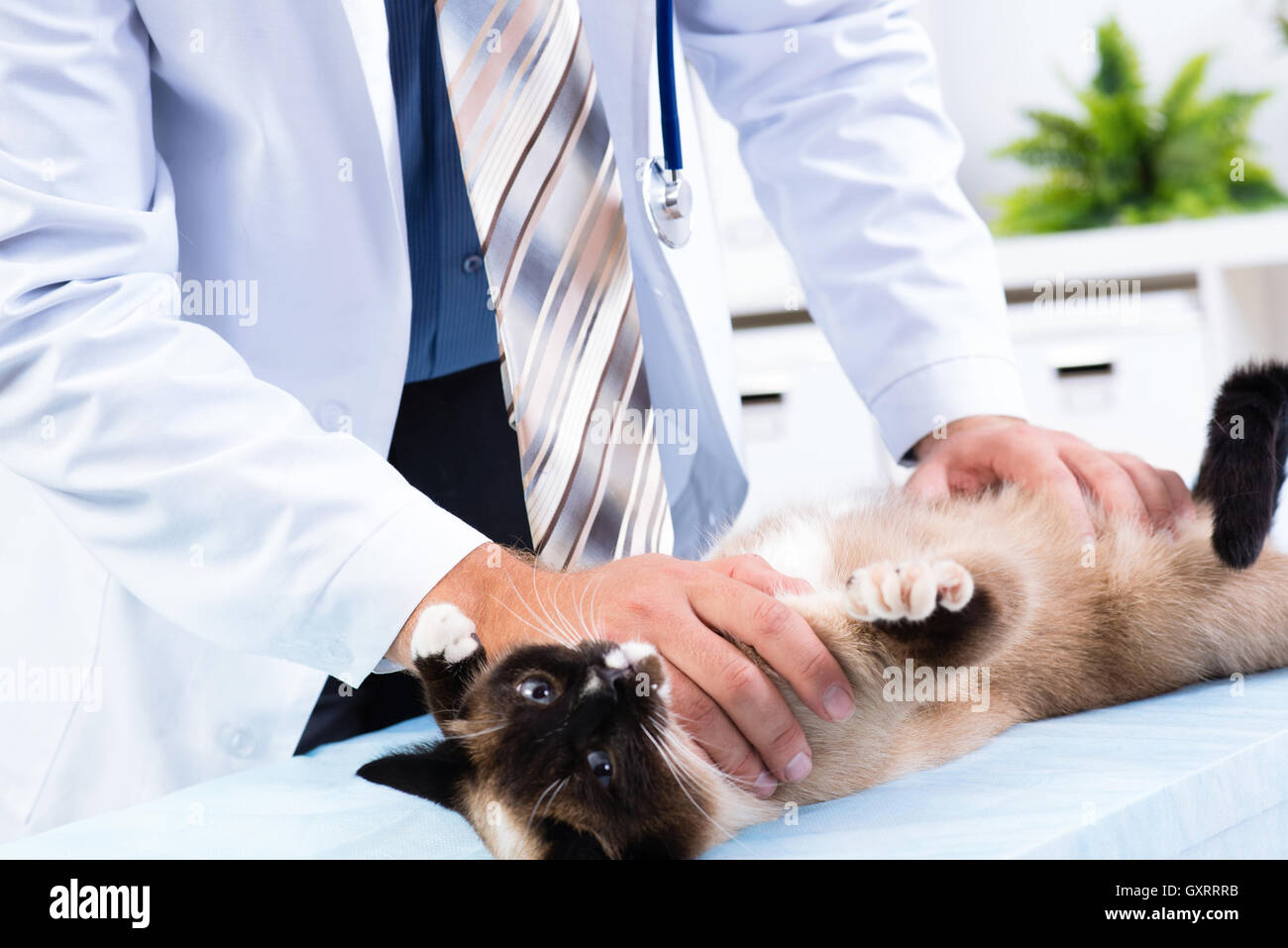 vet checks the health of a cat Stock Photo - Alamy