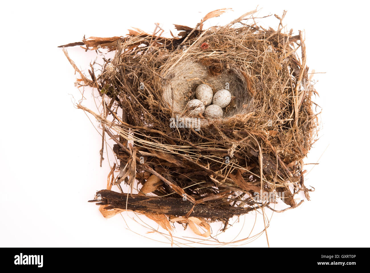 Bird eggs in nest hi-res stock photography and images - Alamy