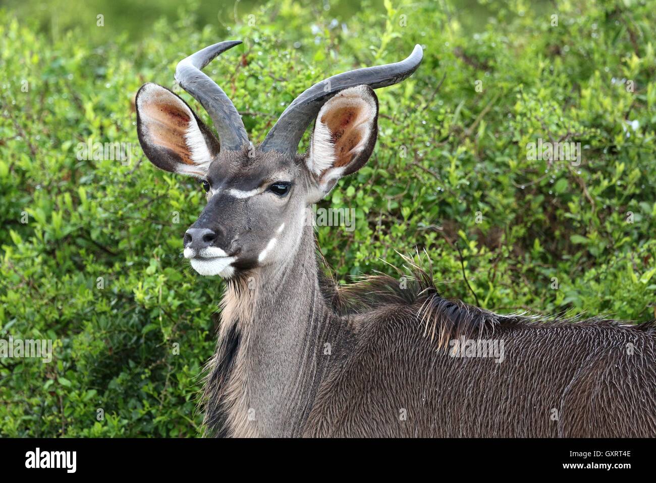 Kudu Male Portrait Stock Photo - Alamy
