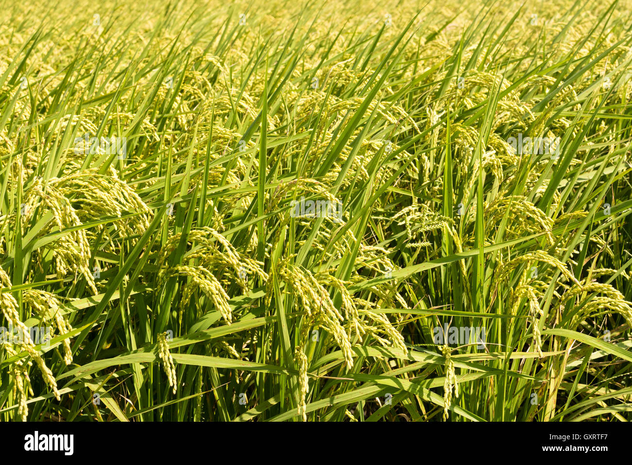 Golden paddy rice farm Stock Photo - Alamy