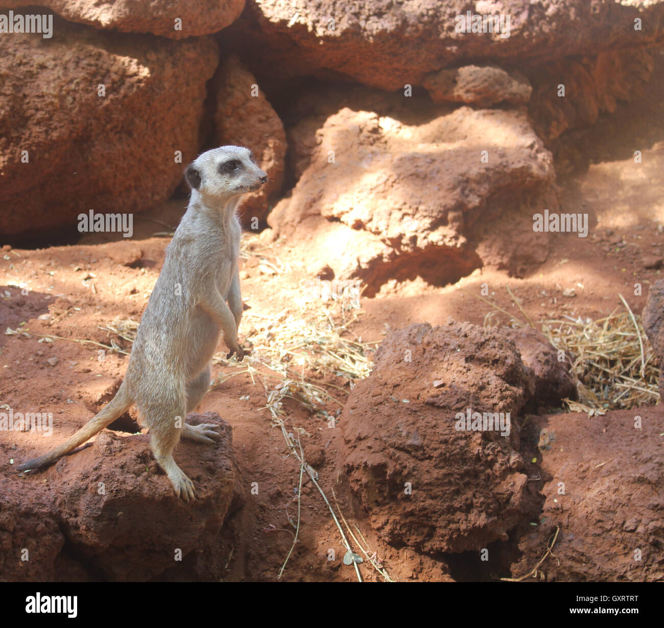 Typical alert meerkat pose Stock Photo - Alamy