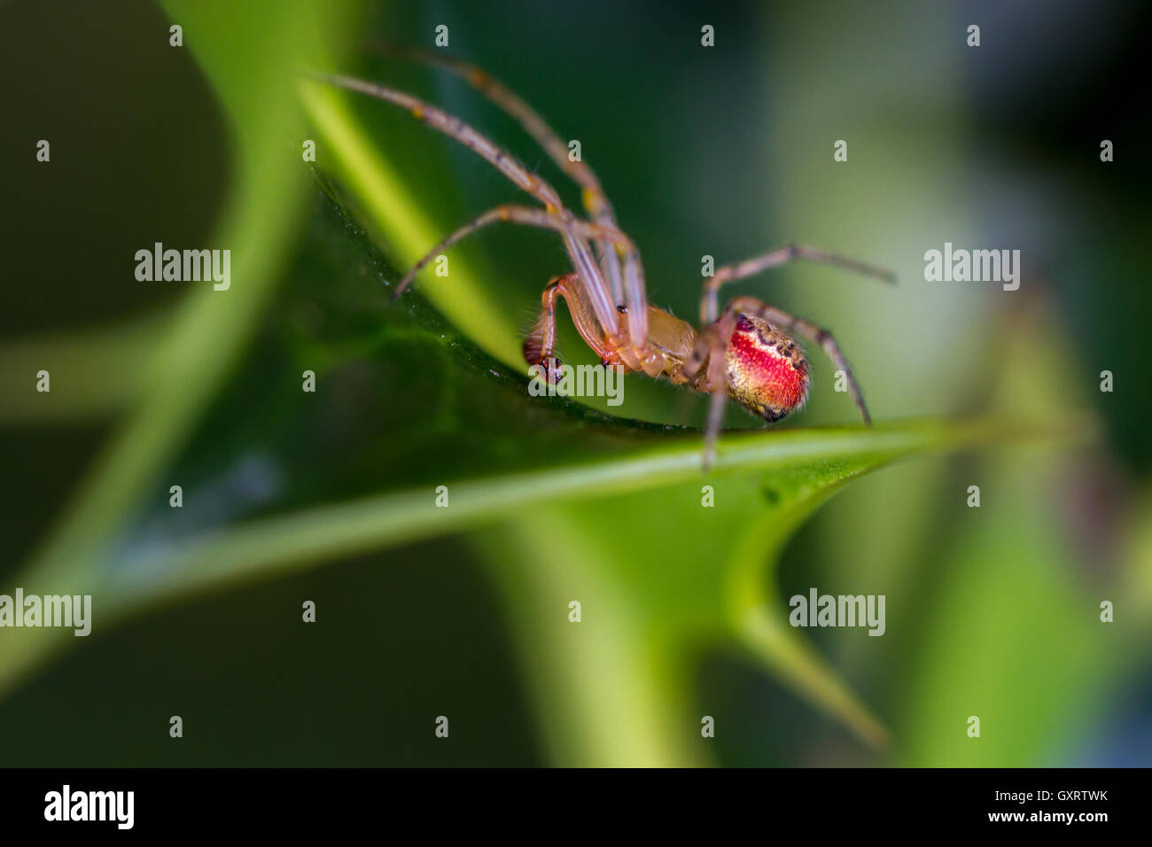 Zygiella atrica spider; a male with very distinctively elongated palps ...
