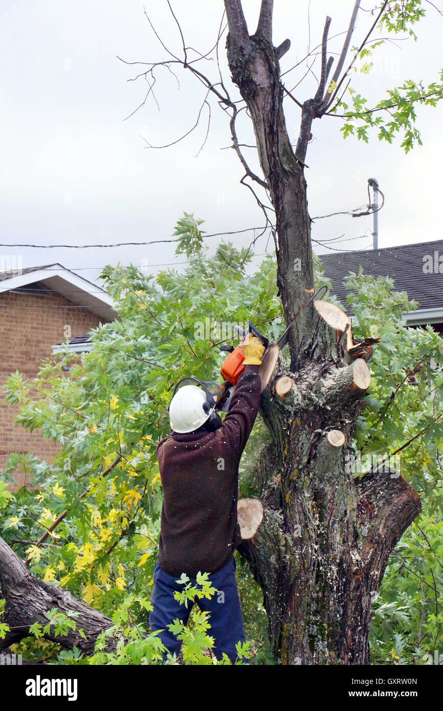 Man cutting tree Stock Photo - Alamy