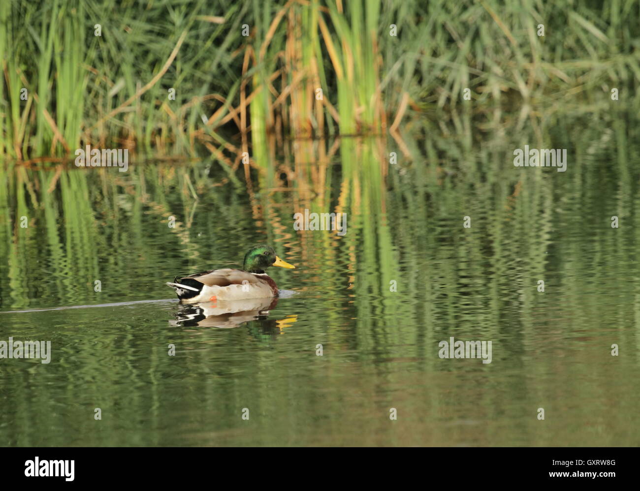 Mallard duck on a pond Stock Photo - Alamy