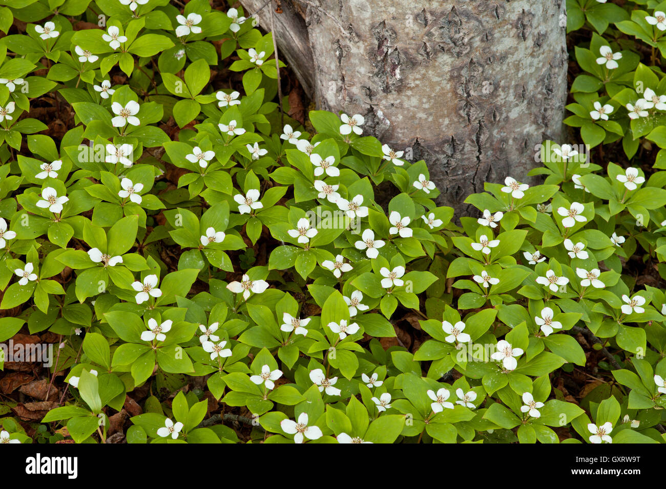 Bunchberry flowers Cornus canadensis at taiga tree Stock Photo - Alamy