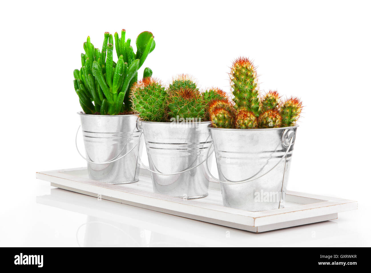 succulent cactus in a metal bucket, on white background Stock Photo - Alamy