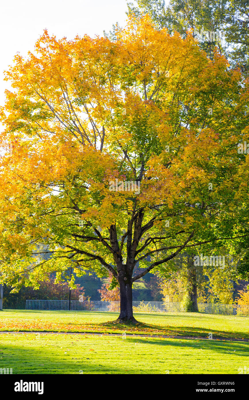 Beautiful Fall Tree Leaves Stock Photo - Alamy
