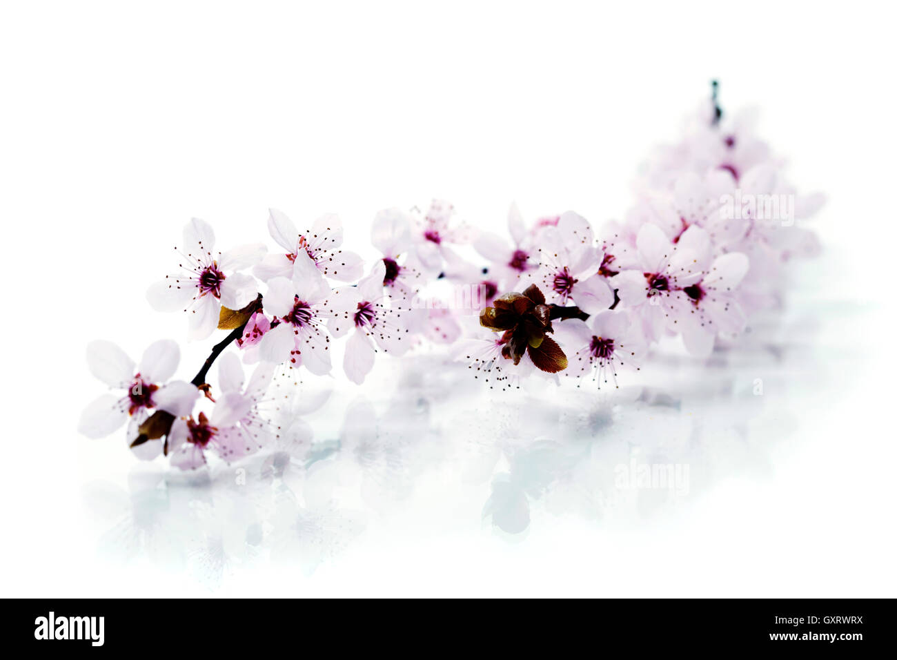 Cherry blossom sakura tree Cut Out Stock Images & Pictures - Alamy