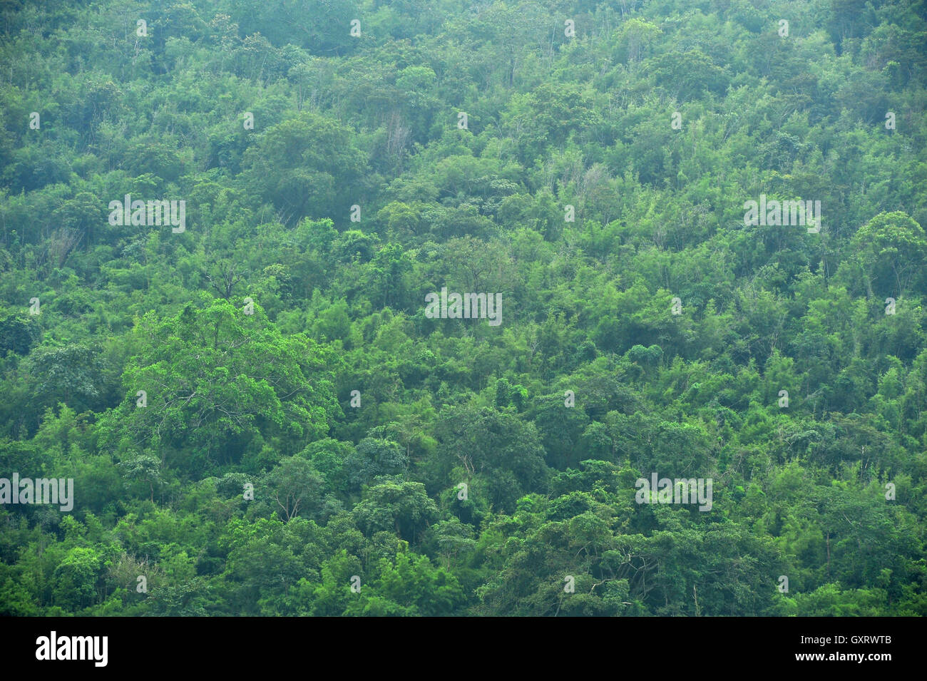 Rainforest urban hi-res stock photography and images - Alamy