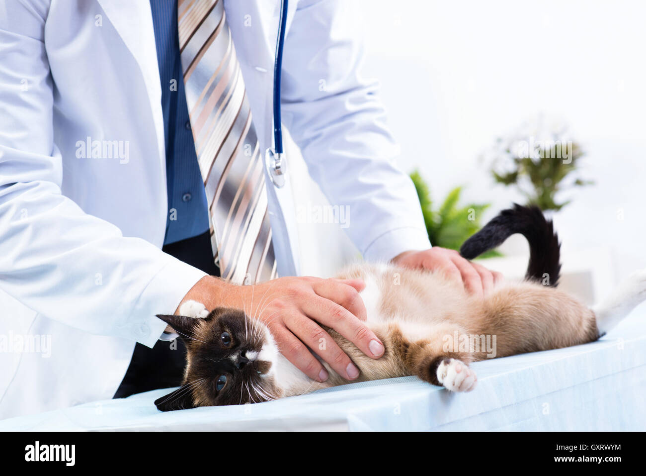 vet checks the health of a cat Stock Photo - Alamy