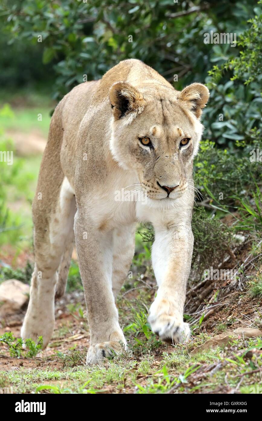 Lioness on Prowl Stock Photo - Alamy