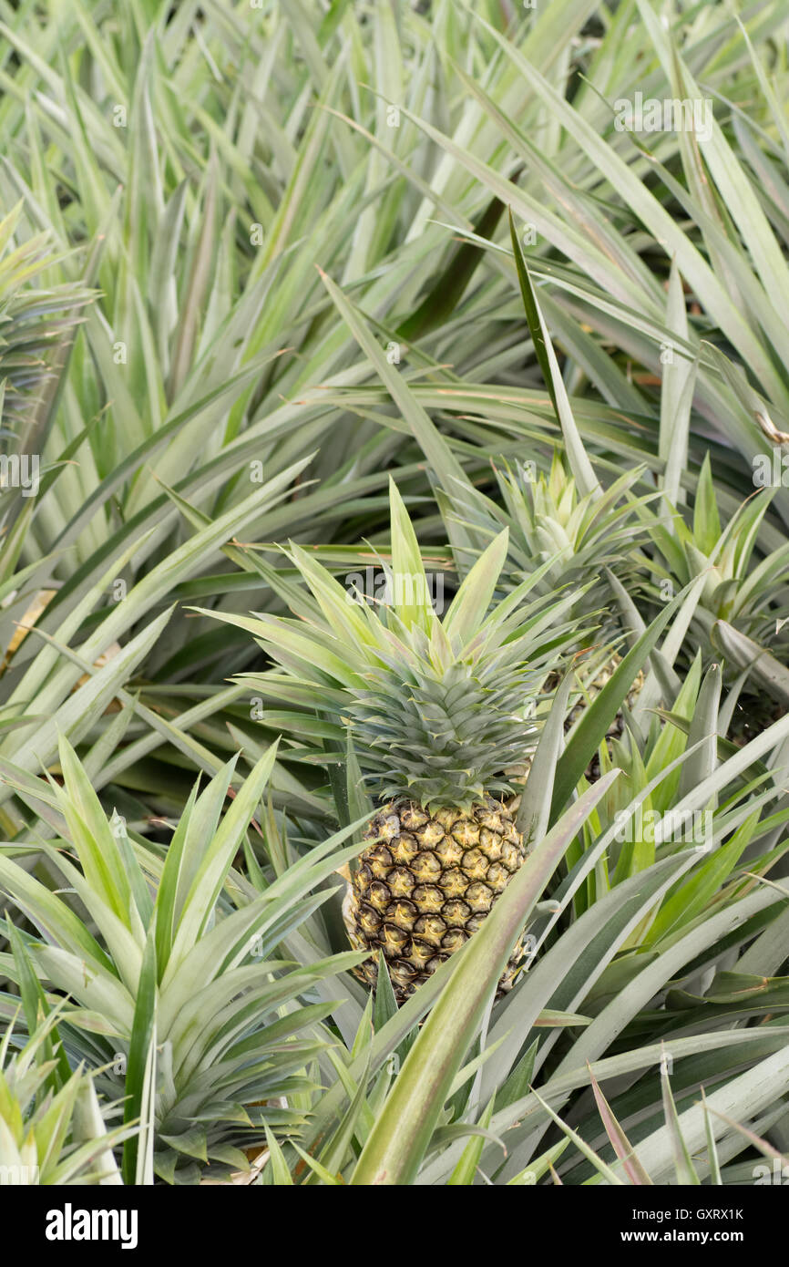 Pineapple farm hi-res stock photography and images - Alamy