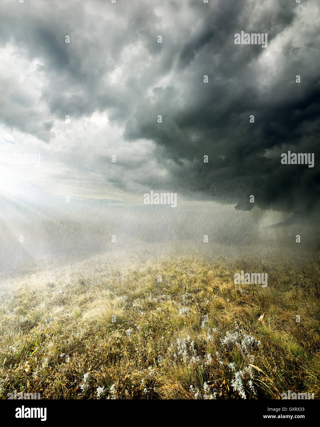 Rain in the field Stock Photo - Alamy