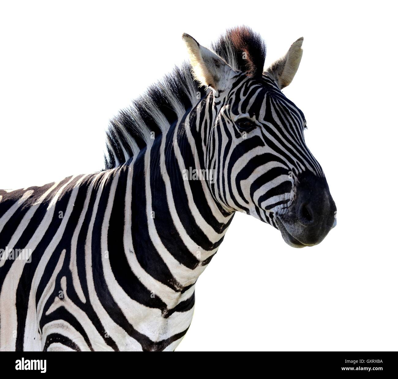Zebra Portrait - Isolated Stock Photo - Alamy