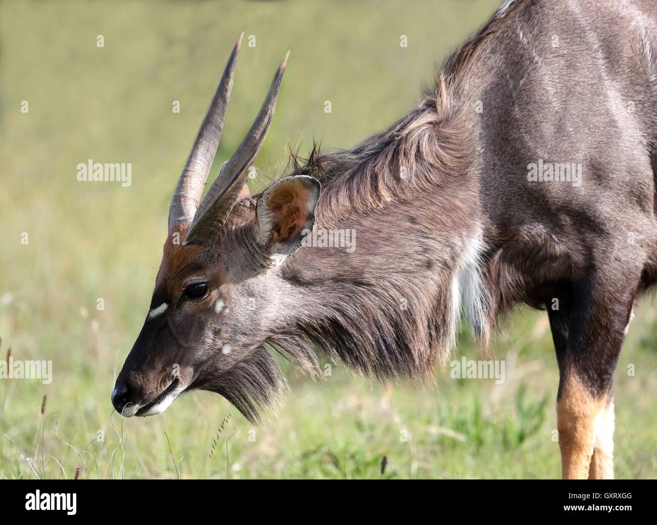 Nyala Antelope Grazing Stock Photo - Alamy