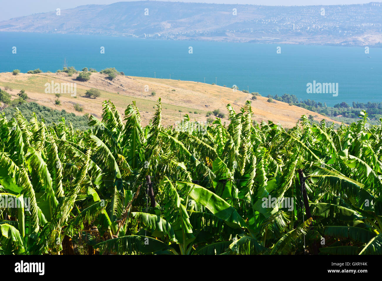 Holy banana tree hi-res stock photography and images - Alamy