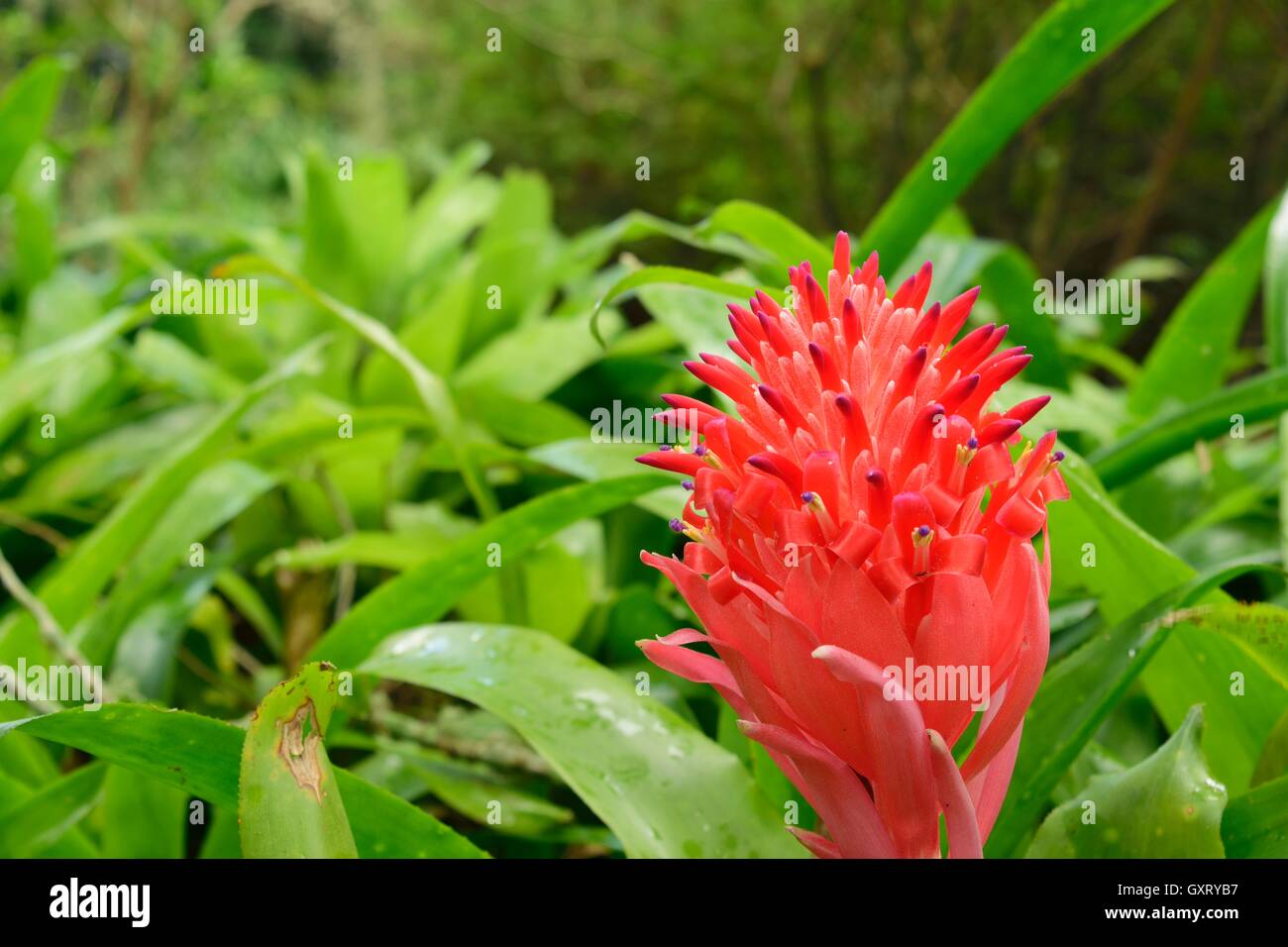 Beautiful pink ginger bloom in a garden Stock Photo - Alamy