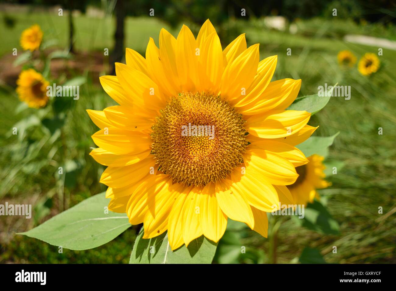 Beautiful bright yellow Sunflower in a garden at Bok Tower Gardens ...