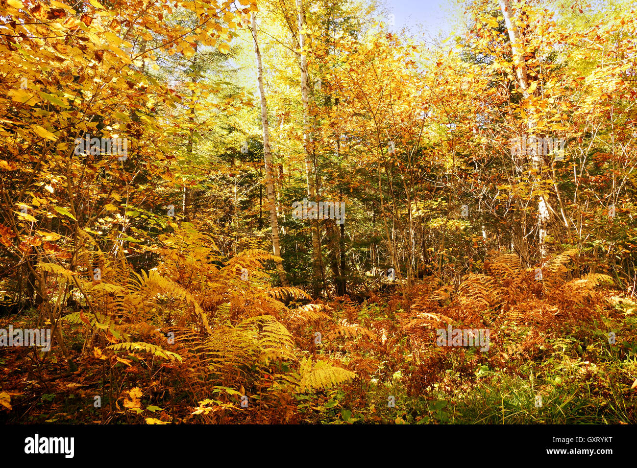 Beautiful yellow leaves fall forest Stock Photo - Alamy
