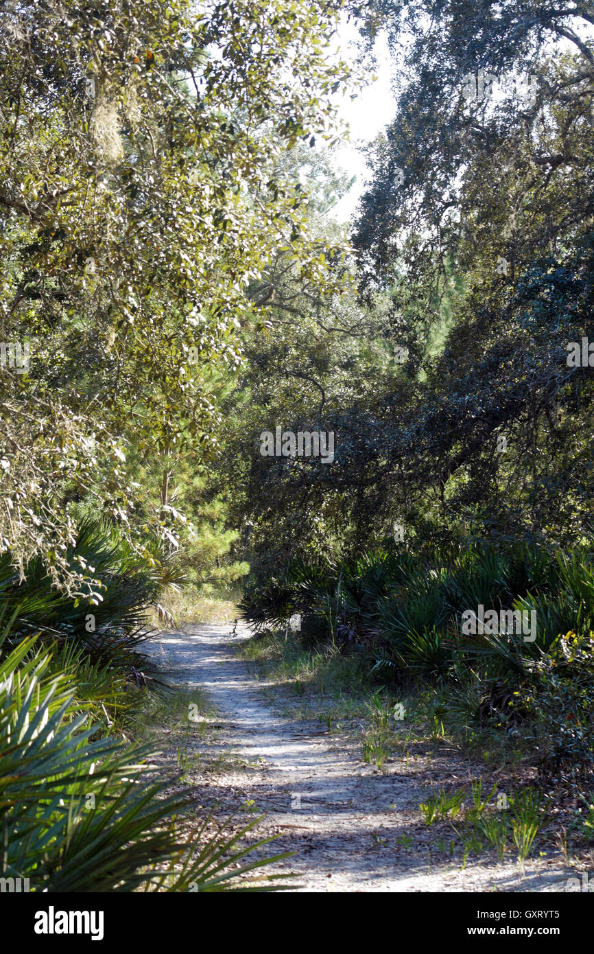 Trail Through a Southern Pine Forest (9 Stock Photo - Alamy