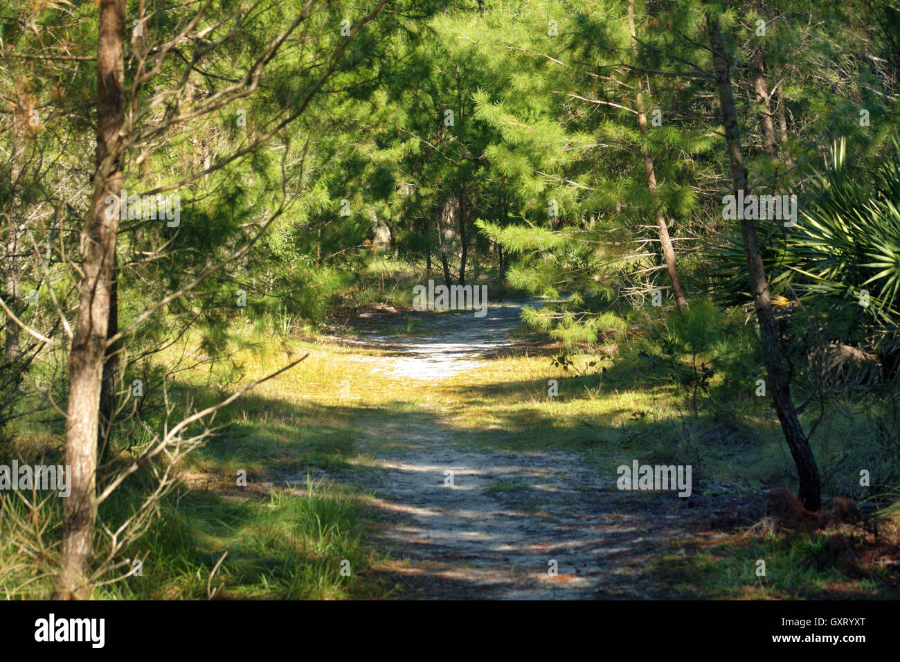Trail Through a Southern Pine Forest (3 Stock Photo - Alamy