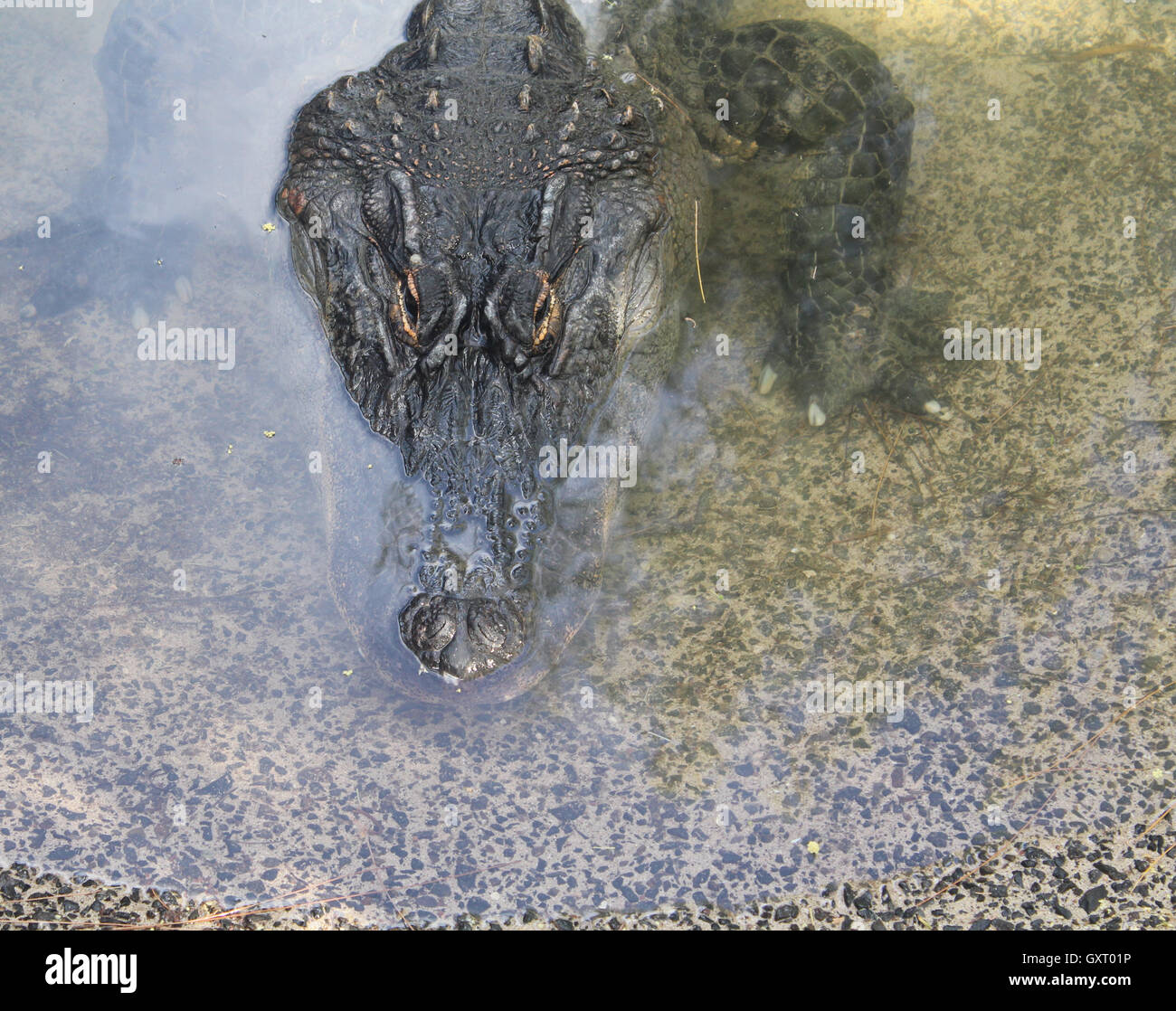 Alligator head submerged water hi-res stock photography and images - Alamy