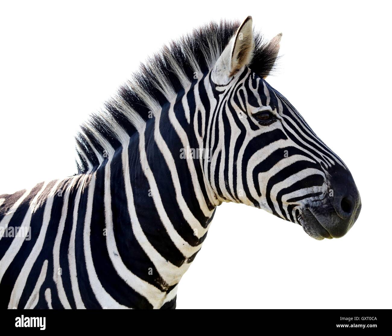 Zebra Portrait - Isolated Stock Photo - Alamy