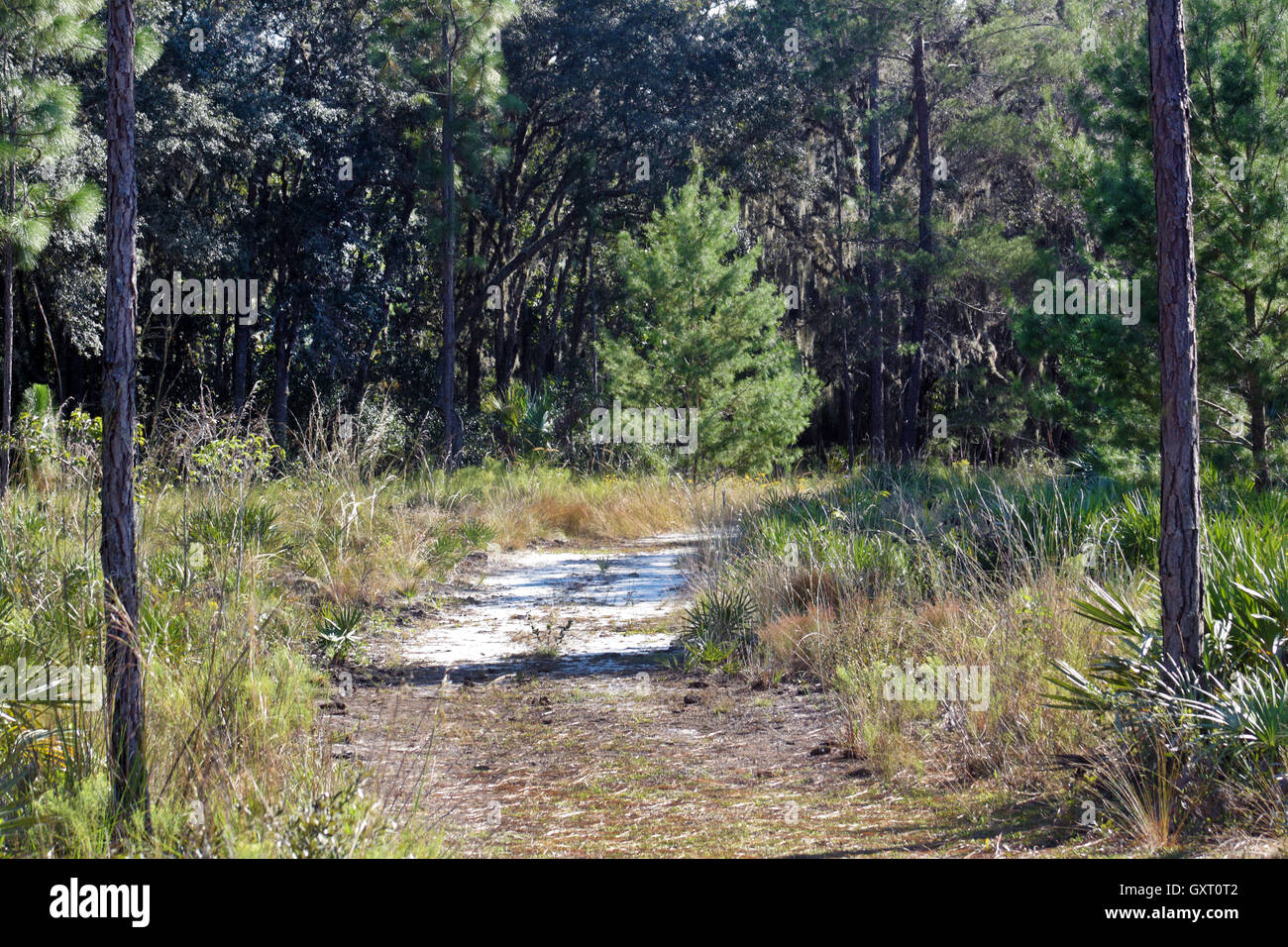 Trail Through a Southern Pine Forest (8 Stock Photo - Alamy