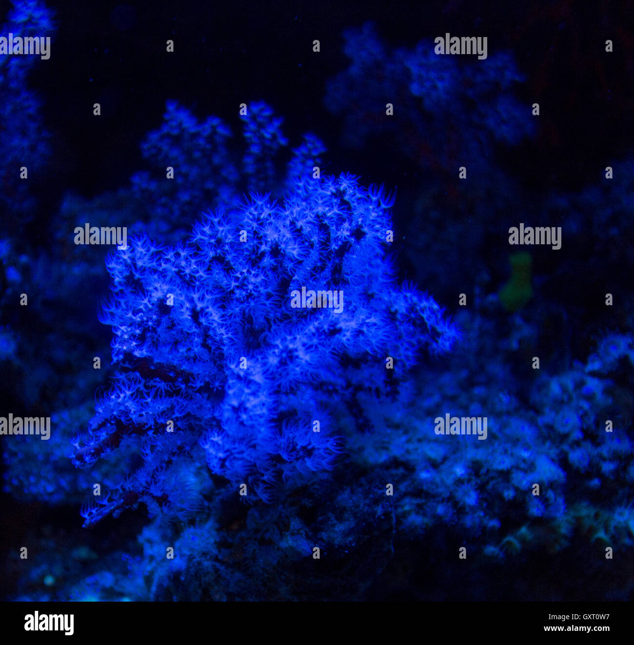 tropical coral under blue light Stock Photo - Alamy