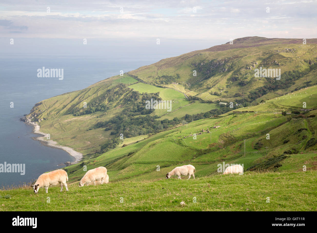 Ireland sheep landmark hi-res stock photography and images - Alamy