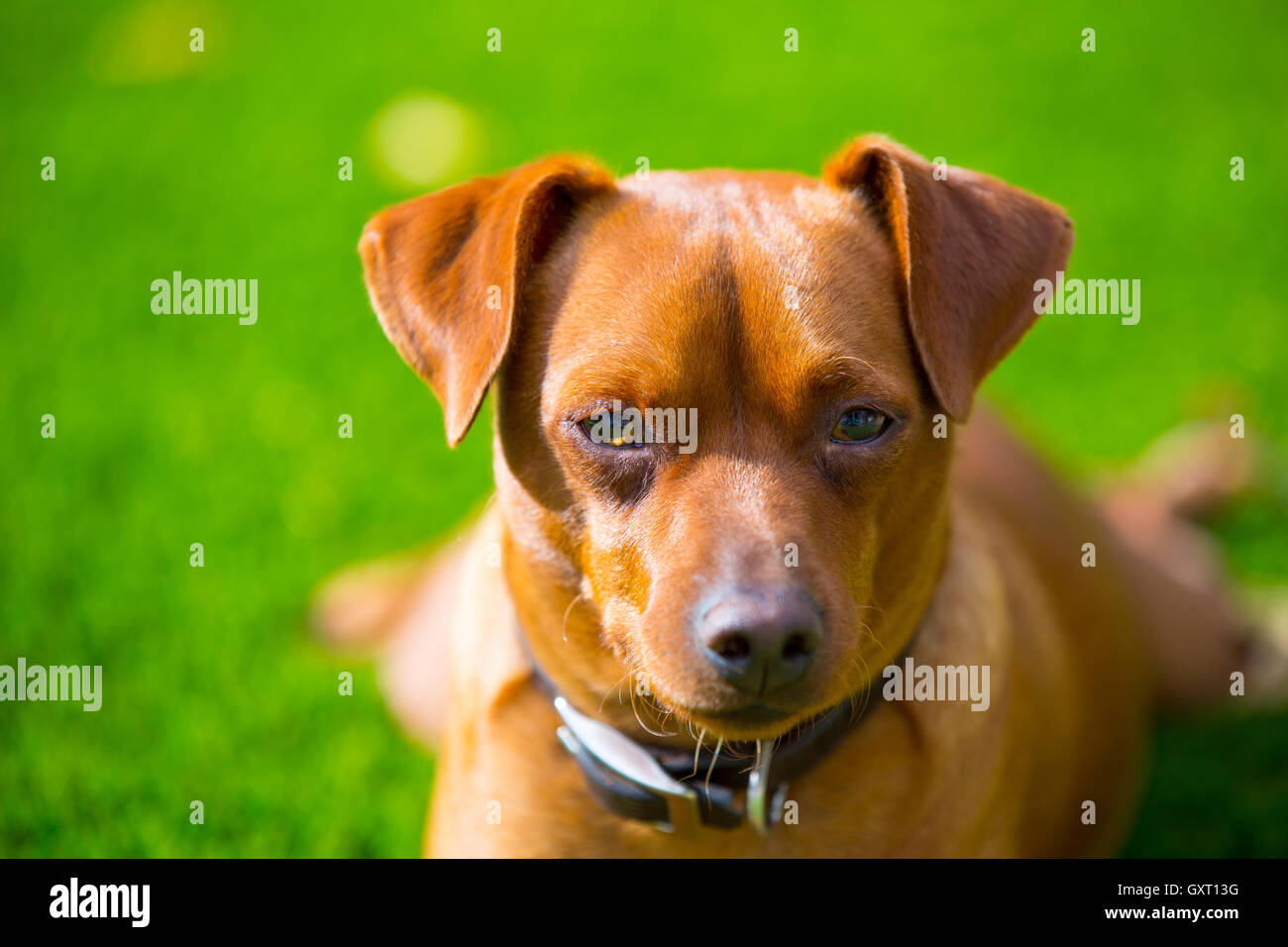 Mini pinscher brown dog portrait laying in lawn Stock Photo - Alamy