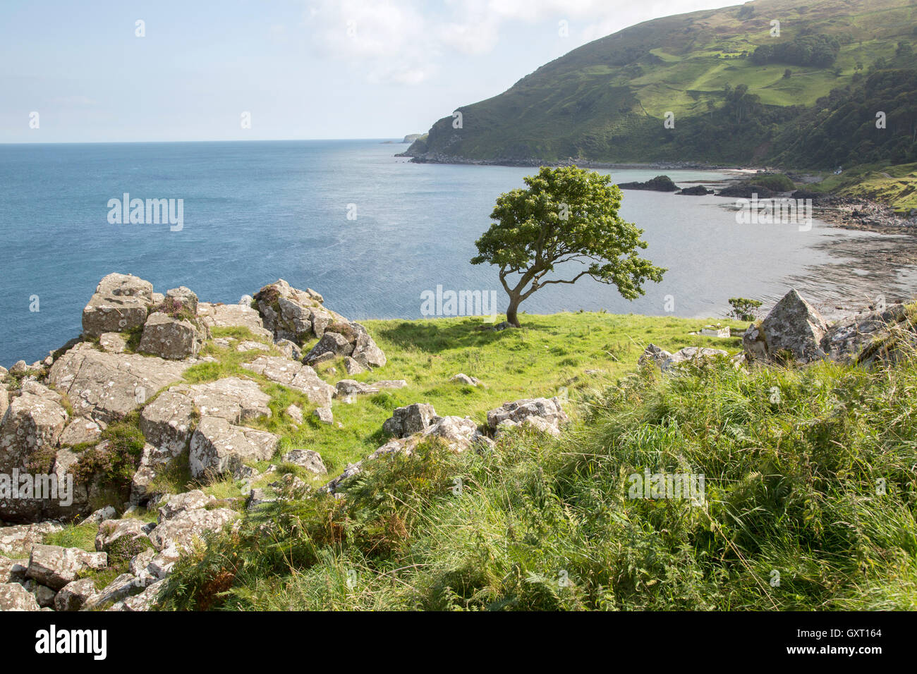 Rock and Tree, Murlough Beach; County Antrim; Northern Ireland Stock ...