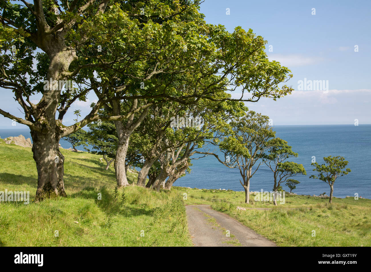 Tree Lined Road to Murlough Beach; County Antrim; Northern Ireland ...