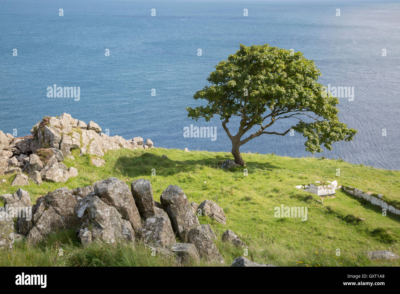 Rock and Tree, Murlough Beach; County Antrim; Northern Ireland Stock ...