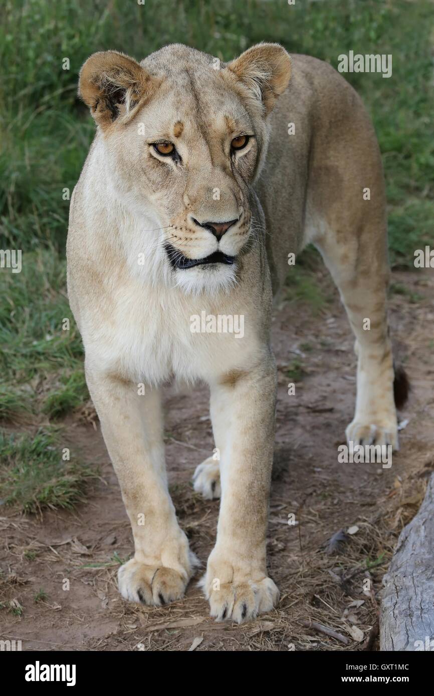 Lioness standing hi-res stock photography and images - Alamy