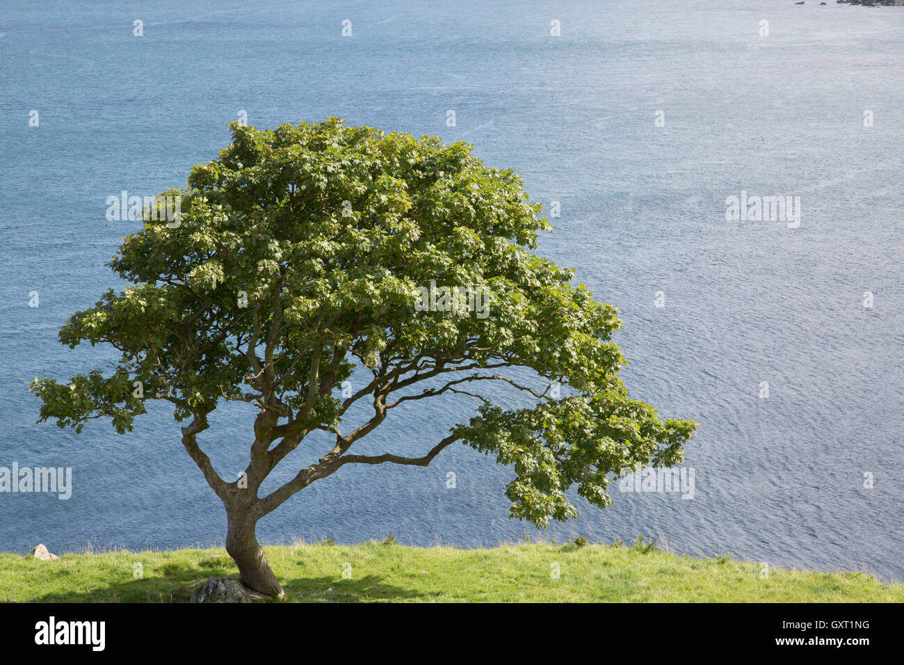Tree at Murlough Beach; County Antrim; Northern Ireland Stock Photo - Alamy