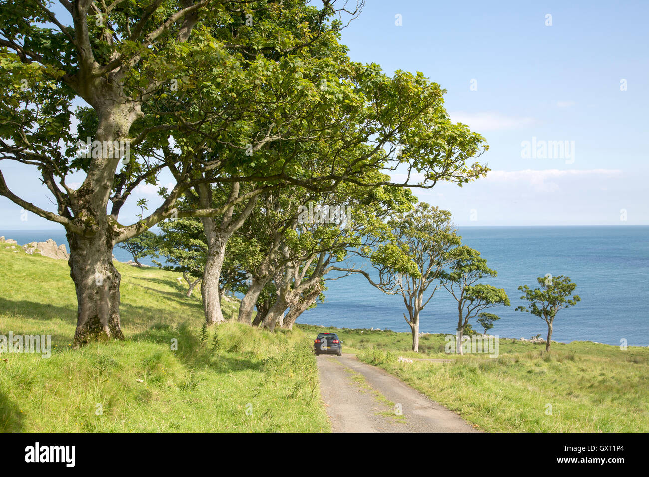 Tree Lined Road to Murlough Beach; County Antrim; Northern Ireland ...