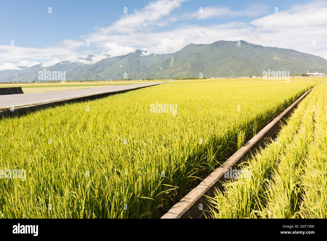 golden paddy rice farm Stock Photo - Alamy