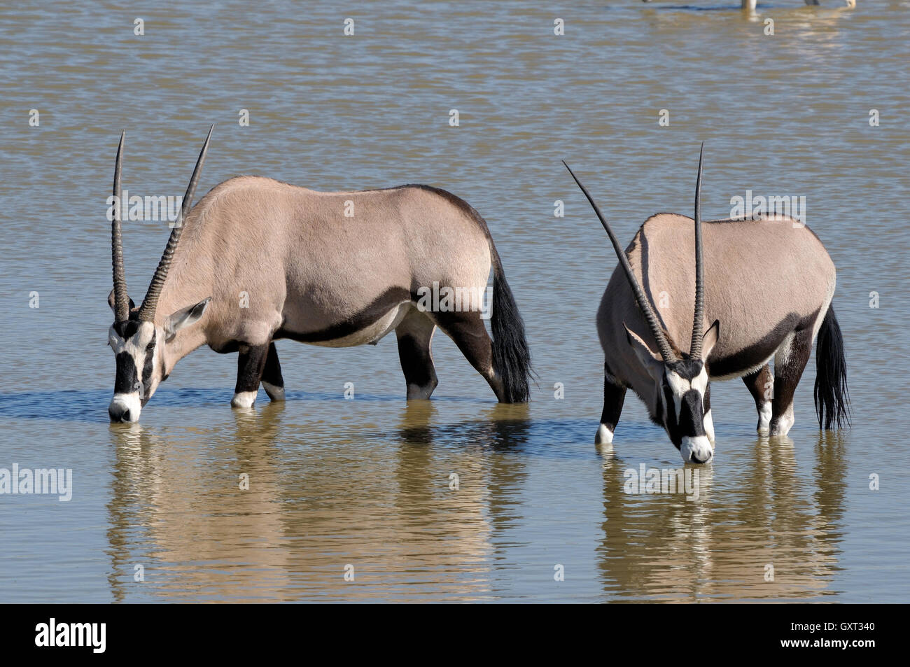 Orix (Gemsbok) drinking water Stock Photo - Alamy