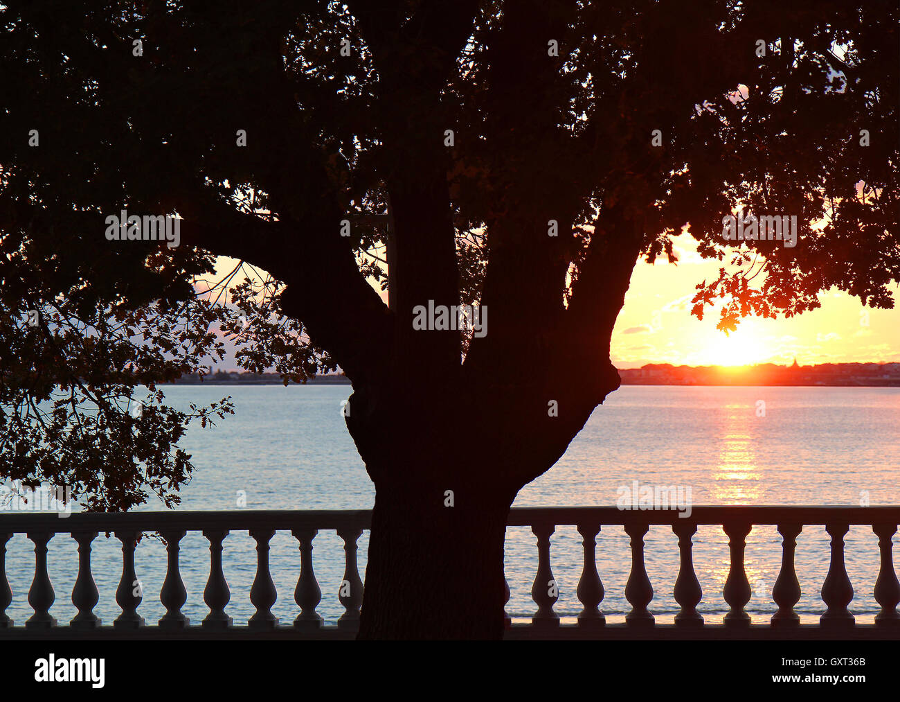 Juniper tree silhouette hi-res stock photography and images - Alamy