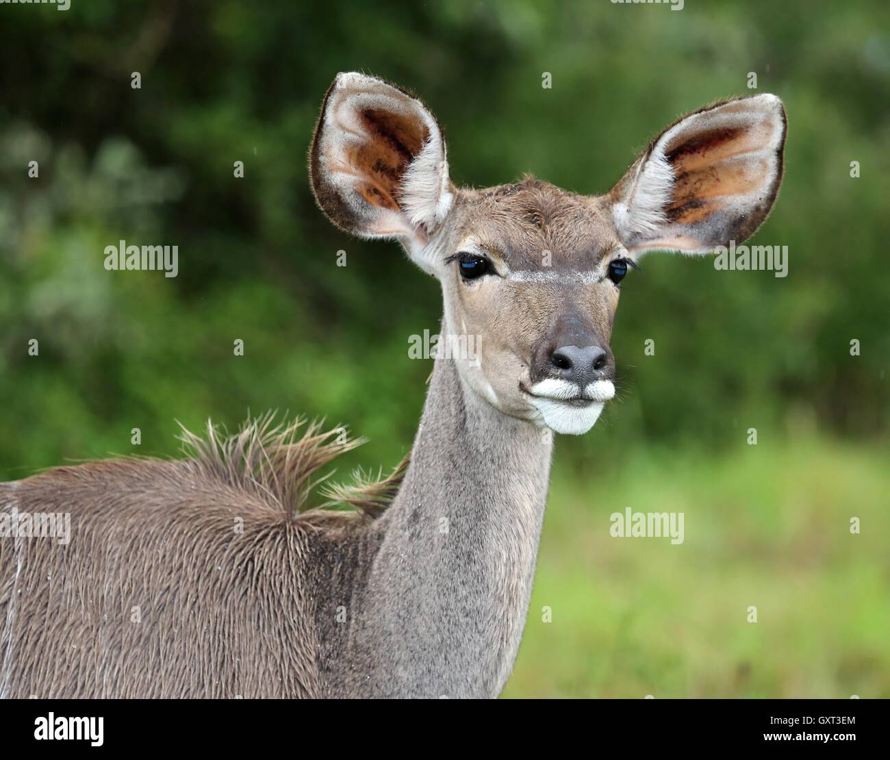 Female Kudu Antelope Stock Photo - Alamy