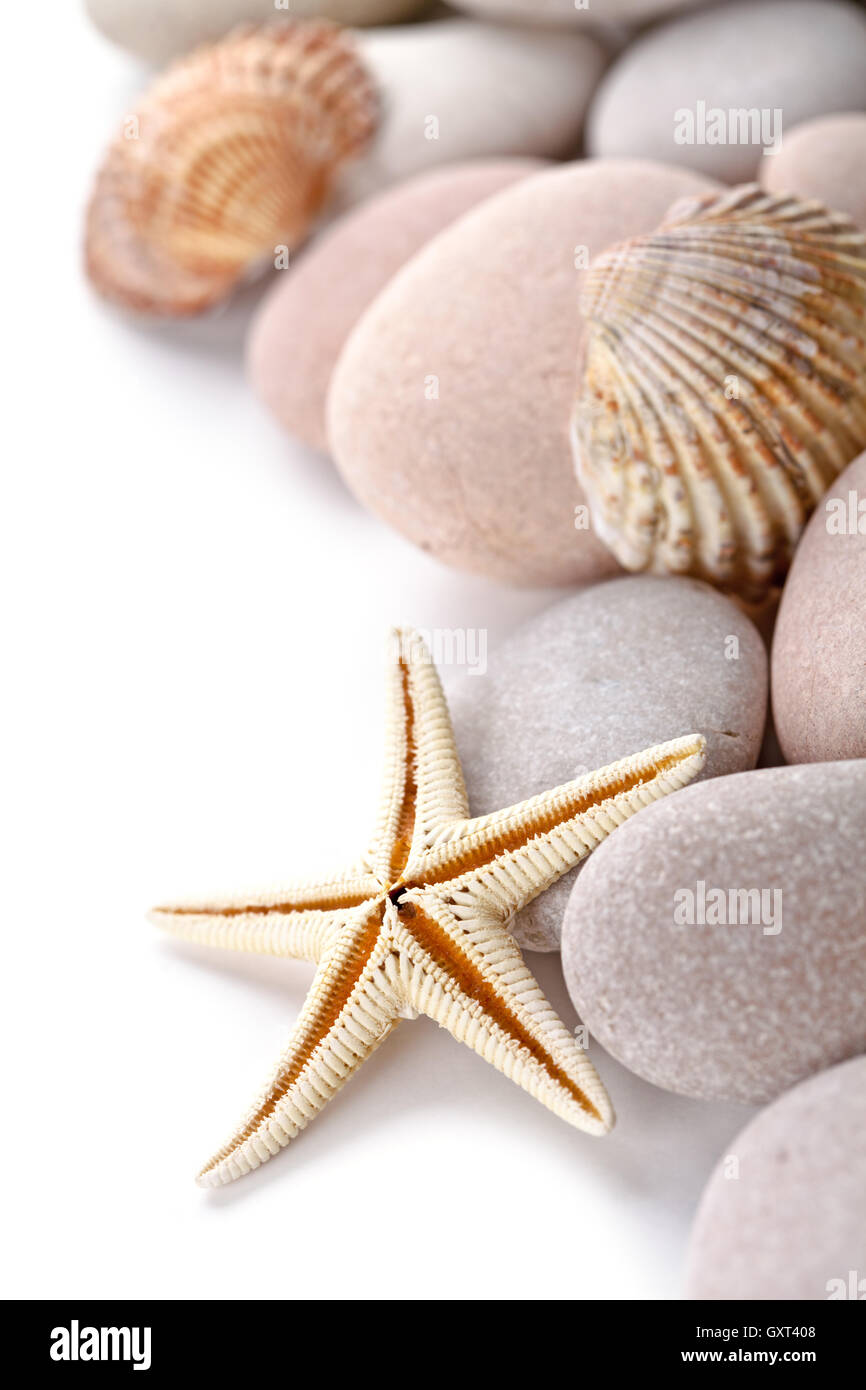 Closeup shot beach shells hi-res stock photography and images - Alamy