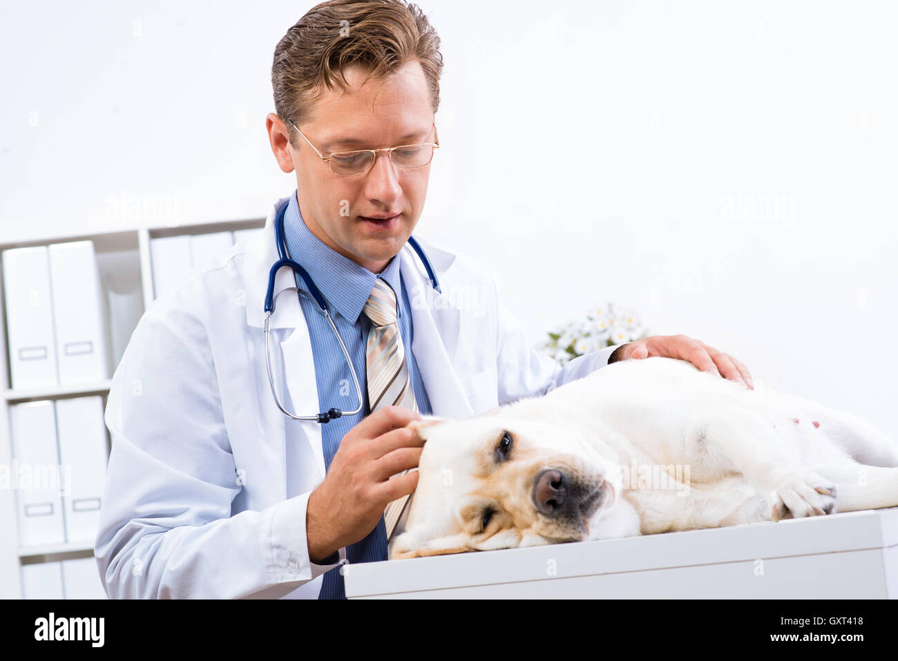 vet checks the health of a dog Stock Photo - Alamy