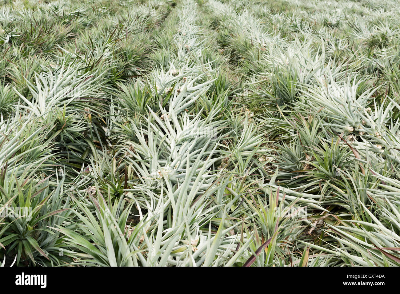 Pineapple farm after harvest Stock Photo - Alamy