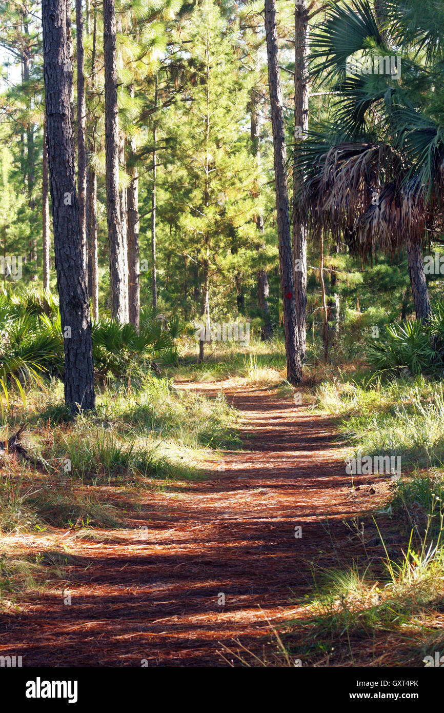 Trail Through a Southern Pine Forest (1 Stock Photo - Alamy