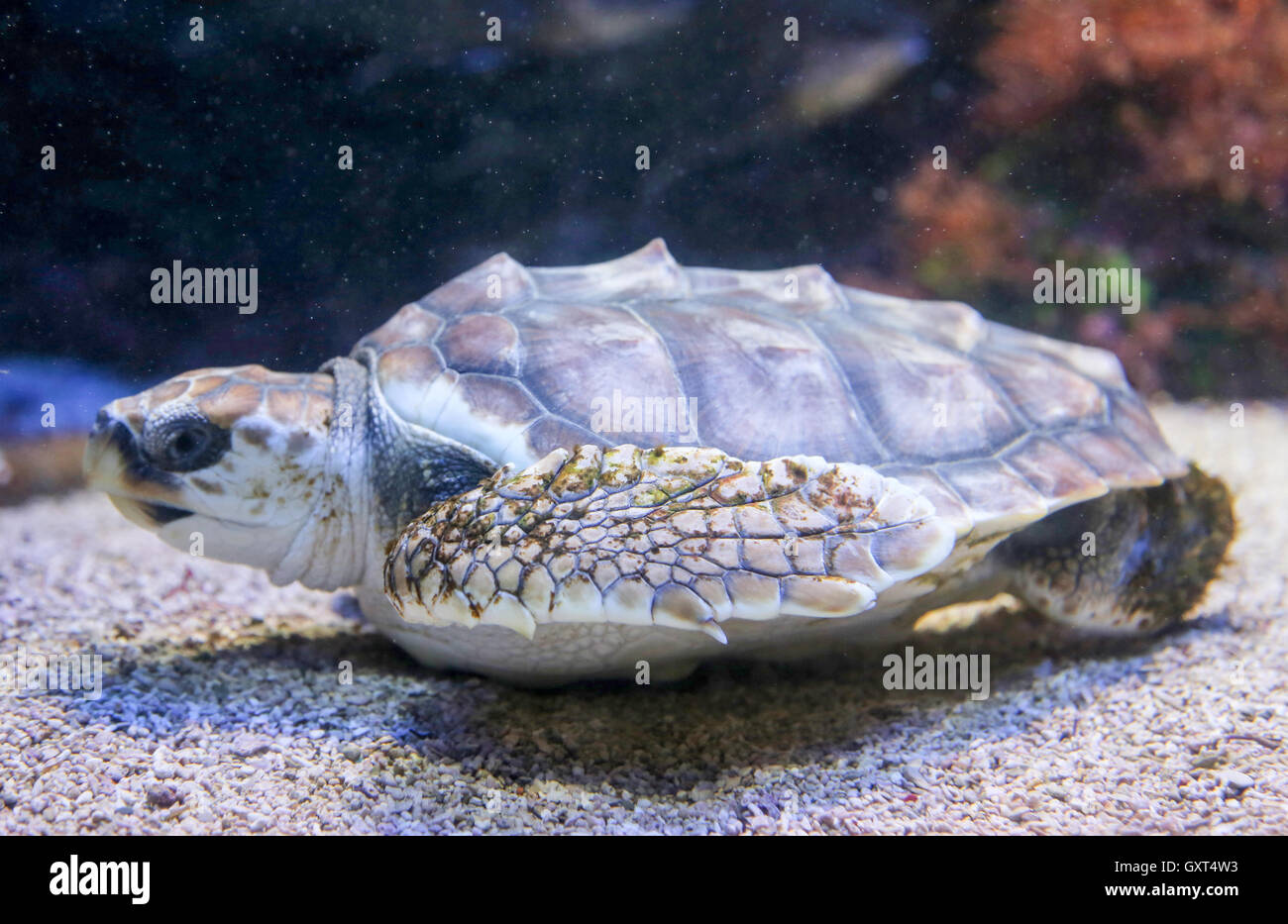Little sea turtle resting on sandy sea bottom Stock Photo - Alamy