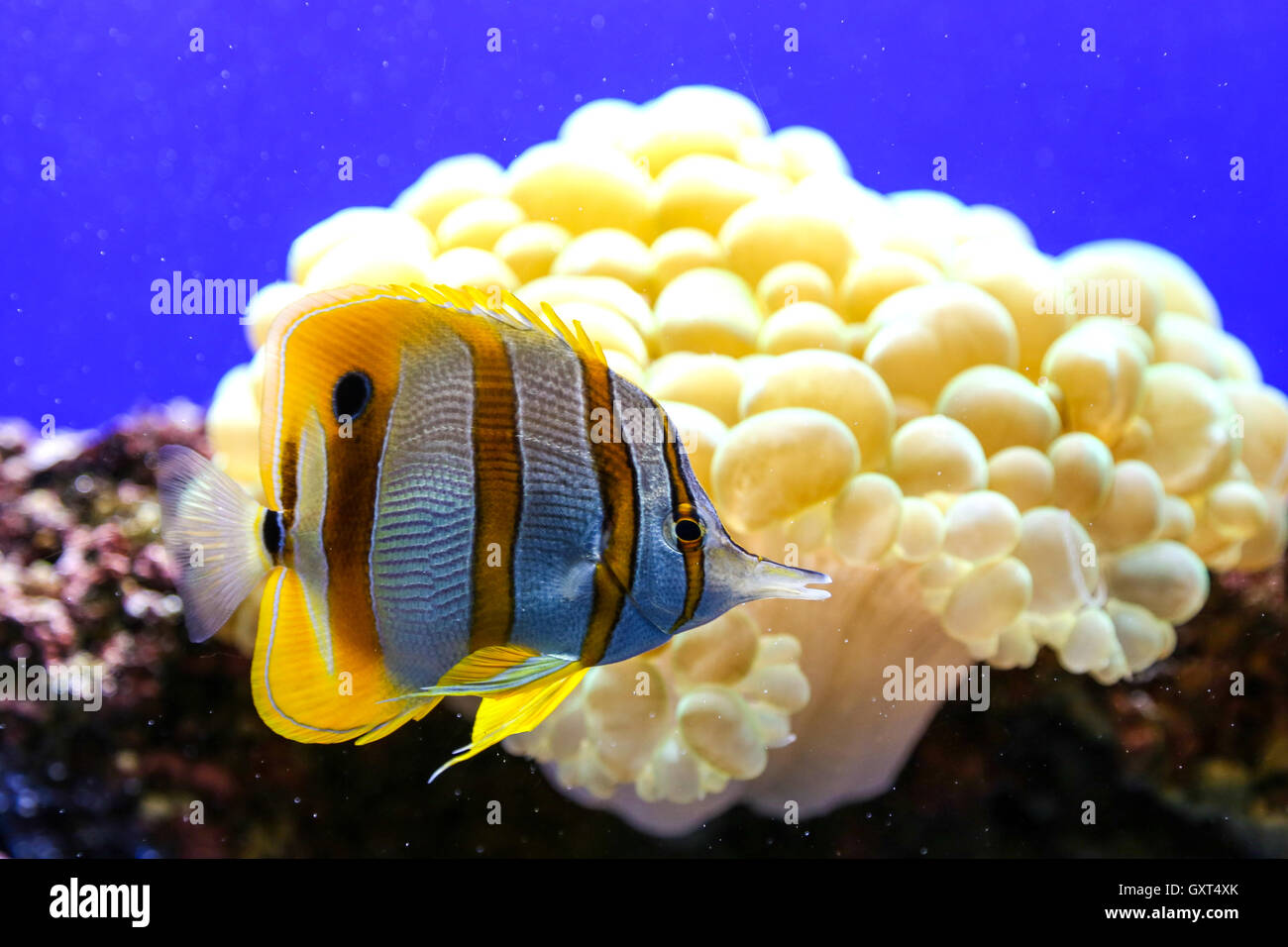 Yellow striped fish hi-res stock photography and images - Alamy
